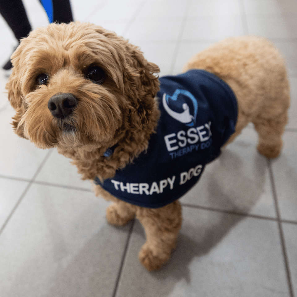 Essex Therapy Dogs - London Southend Airport